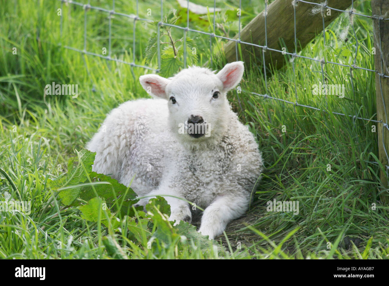 Lamb resting by fence Stock Photo - Alamy