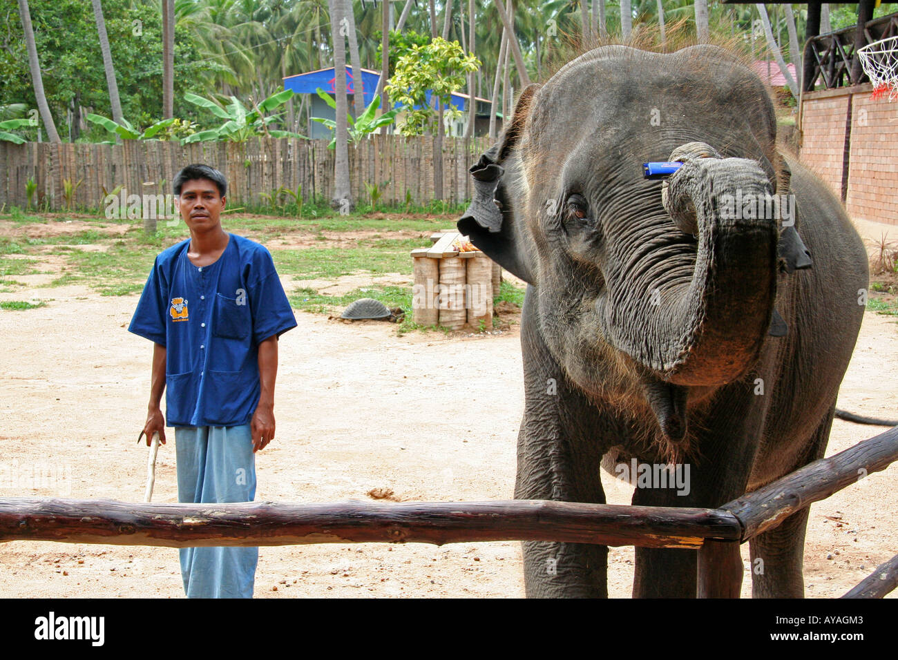 An Elephant performs tricks for tourists at an Animal reserve, Koh ...