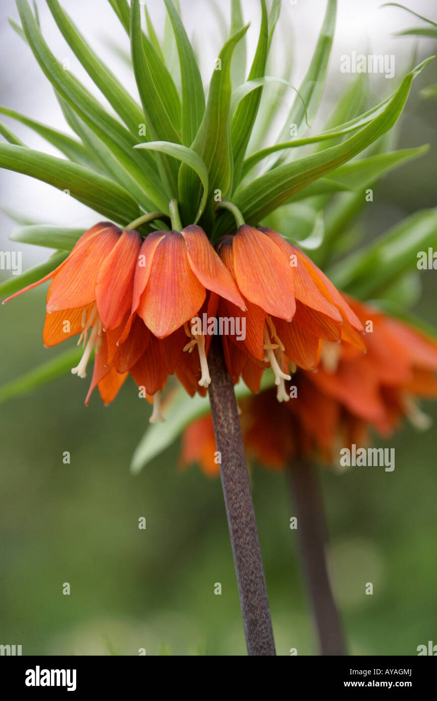 Crown Imperial Lily, Fritillaria imperialis Stock Photo - Alamy