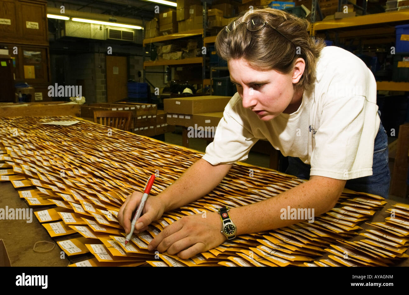 Organizing small grain samples Stock Photo - Alamy