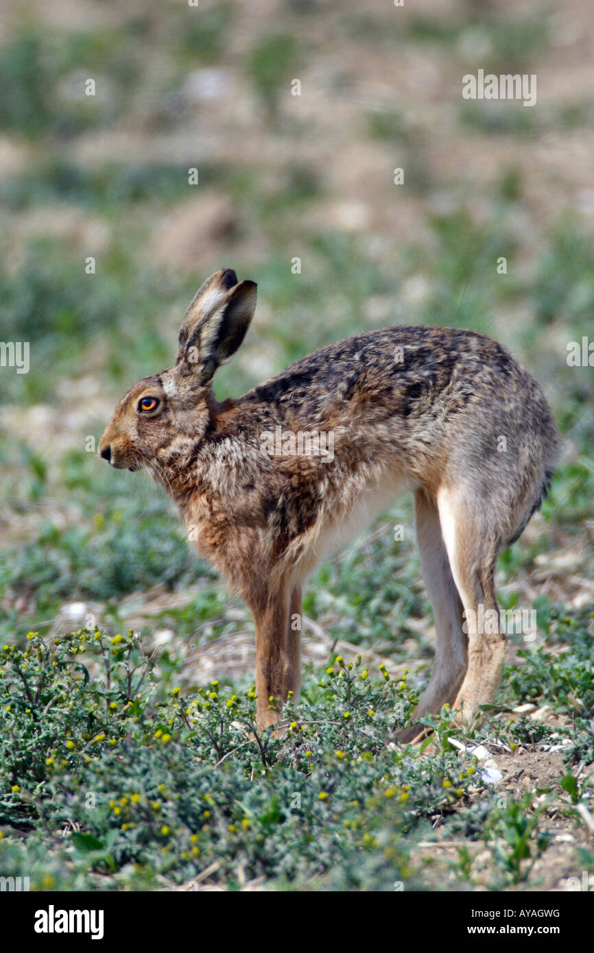 Brown hare Lepus europaeus stretching and arching back looking alert ...