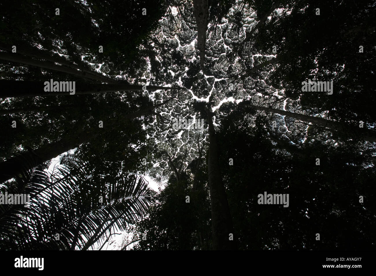 Malaysia Kuala Lumpur View looking up into rainforest canopy at Forest ...
