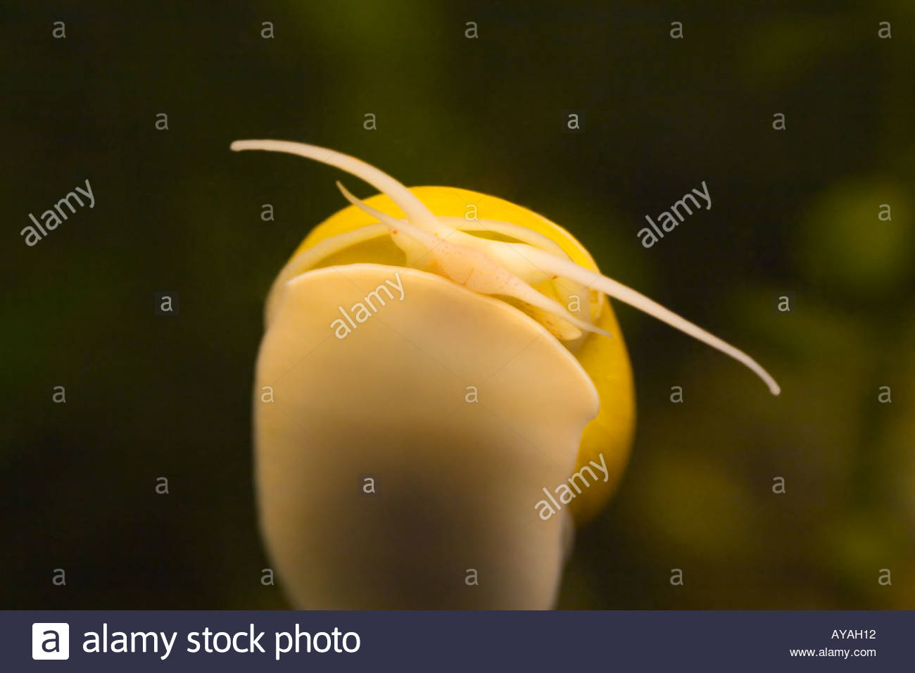 Ampullariidae High Resolution Stock Photography and Images - Alamy