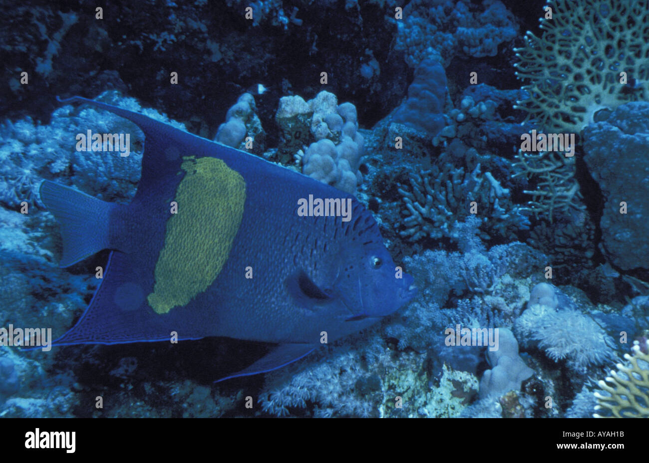 Arabischer Kaiserfisch arabian Angelfish Pomacanthus maculosus Stock ...