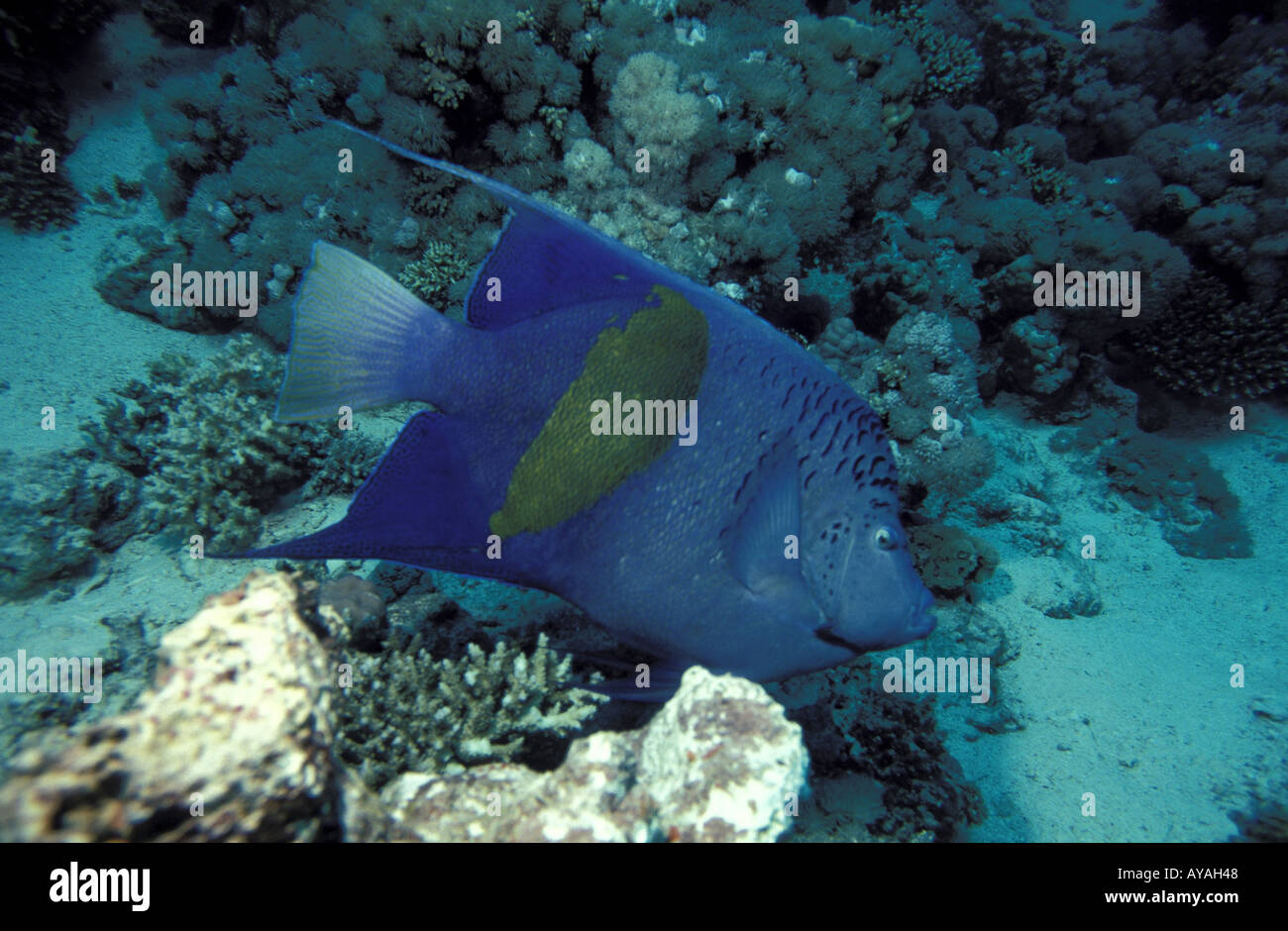 Arabischer Kaiserfisch arabian Angelfish Pomacanthus maculosus Stock ...