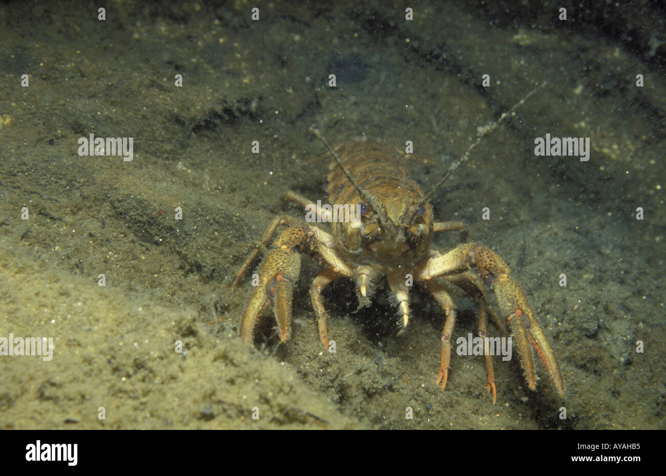 Steinkrebs austropotamobius torrentium Stock Photo - Alamy