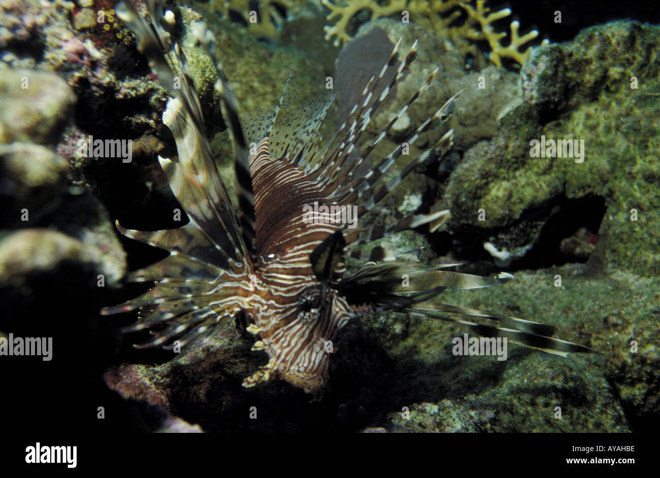 Rotfeuerfisch Red Turkeyfish Pterois volitans Stock Photo - Alamy