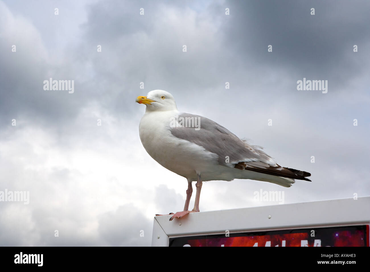 Bird hoarding hi-res stock photography and images - Alamy