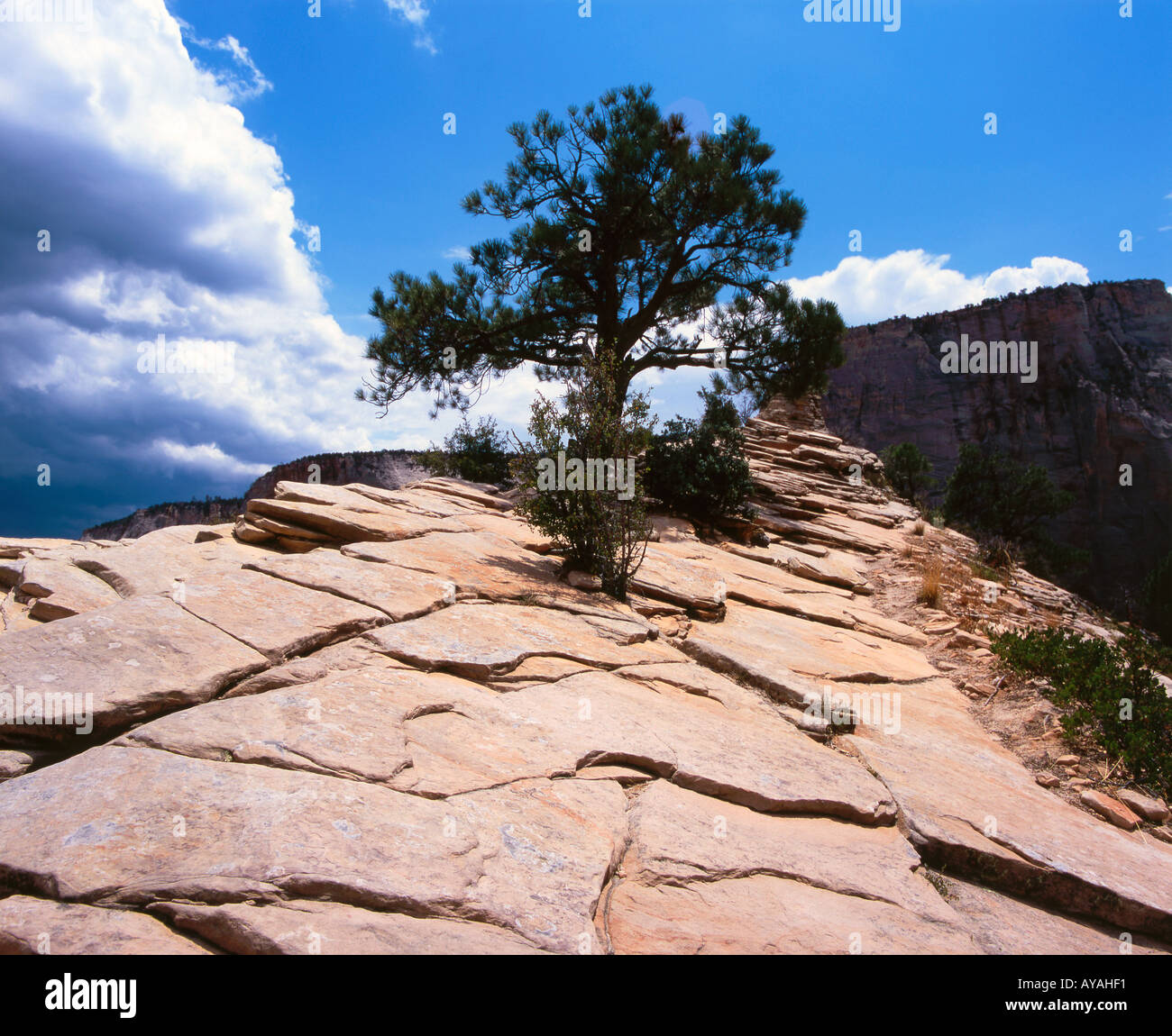 Tree on rocky Ridge Stock Photo - Alamy
