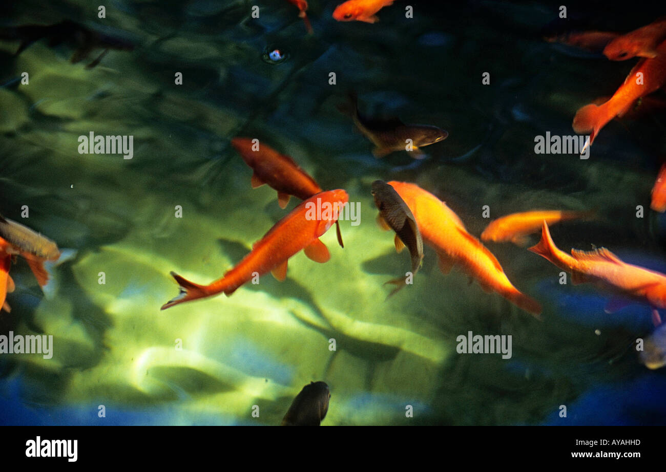 Carp pool in the botanical gardens at Trsteno Arboretum Stock Photo - Alamy