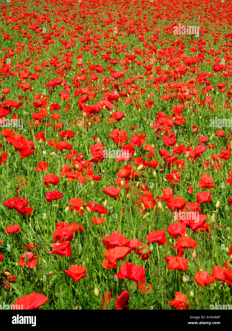 Poppy field Darent Valley Kent England UK Stock Photo - Alamy