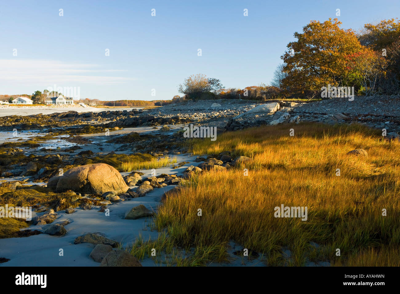 Marsh grasses on the coast in fall at Timber Point, in Biddeford, Maine ...