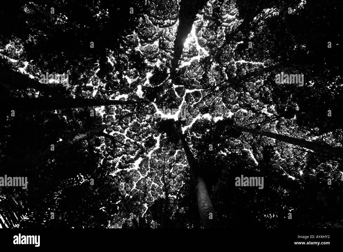 Malaysia Kuala Lumpur View looking up into rainforest canopy at Forest ...