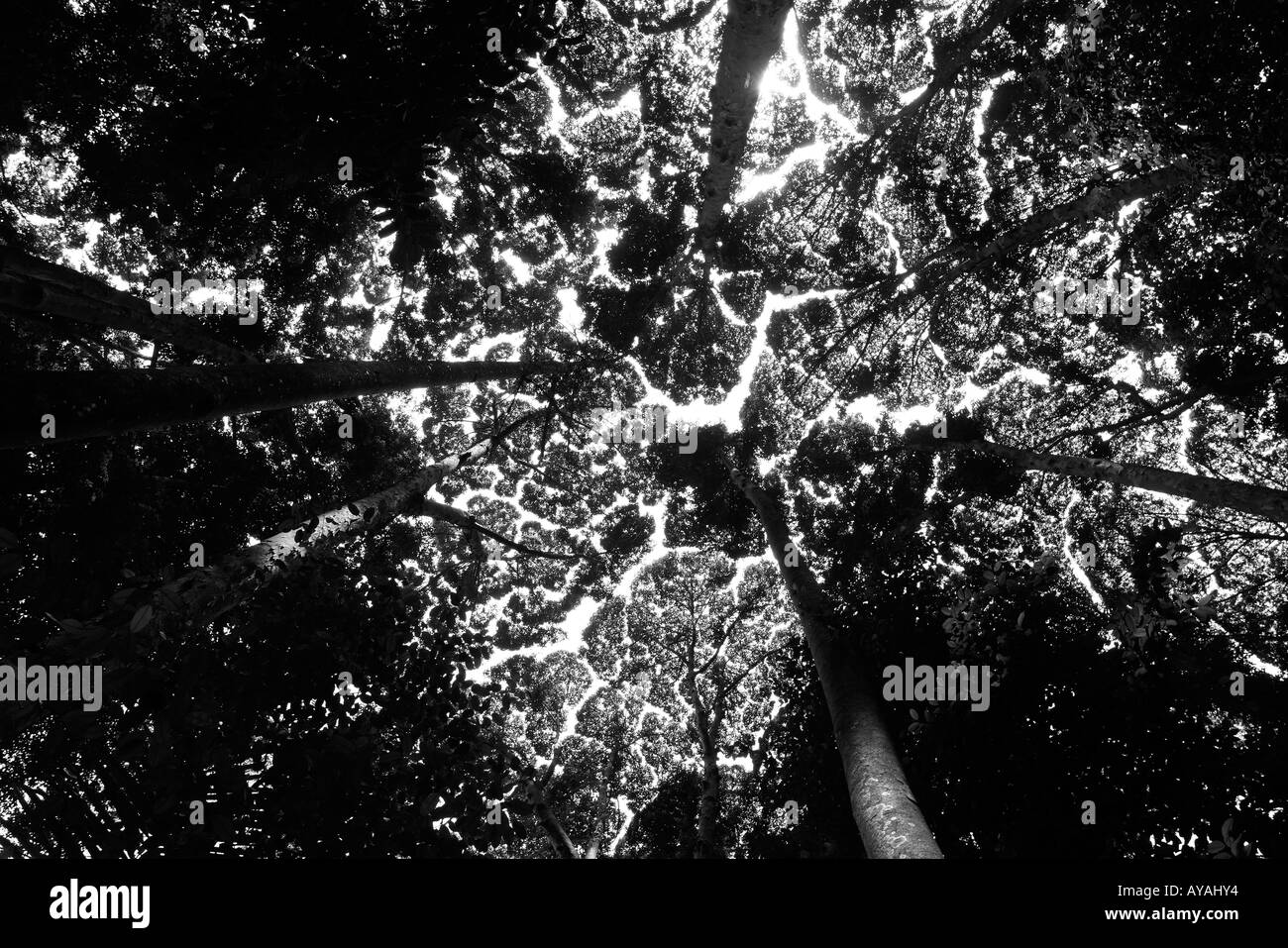 Malaysia Kuala Lumpur View looking up into rainforest canopy at Forest ...