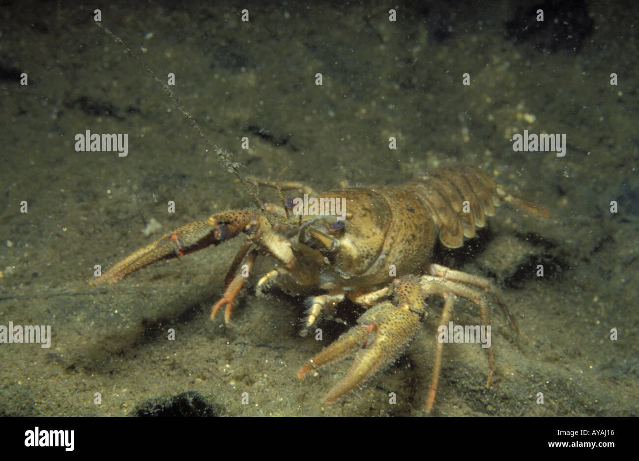 Steinkrebs austropotamobius torrentium Photo Rohnen face to face Stock ...