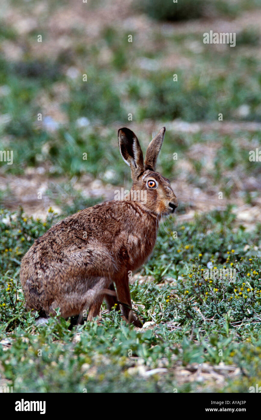 Brown hare Lepus europaeus sitting looking alert Therfield ...