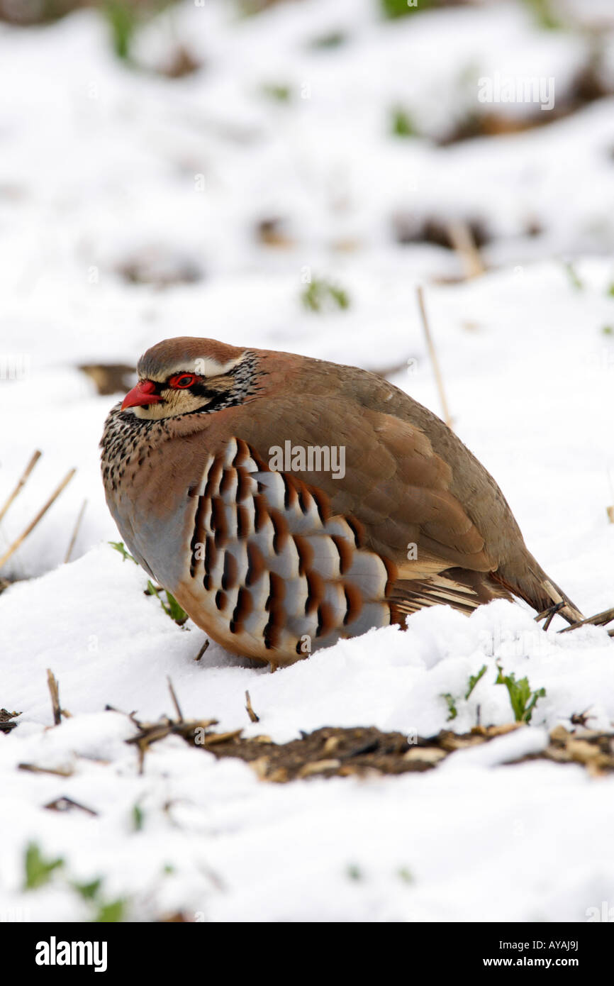 Red legged partridge Alectoris rufa in snow Therfield Hertfordshire ...