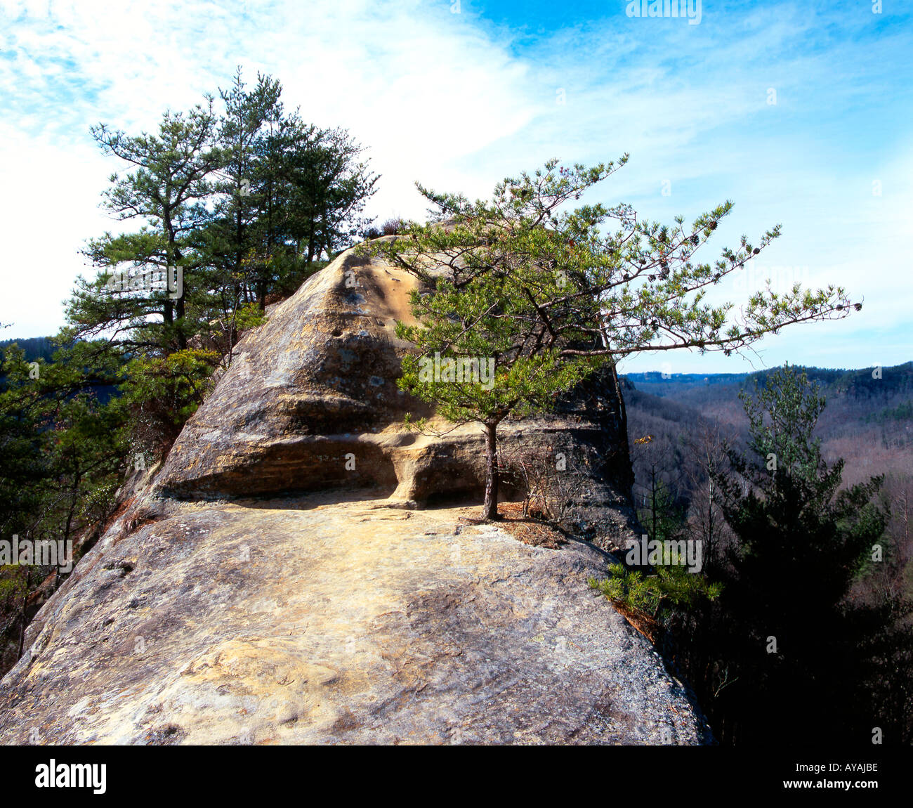 Trees growing over the edge of a cliff Stock Photo - Alamy
