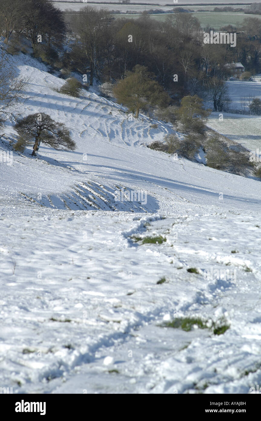 Lyminge woods, Kent, England in late spring Stock Photo - Alamy