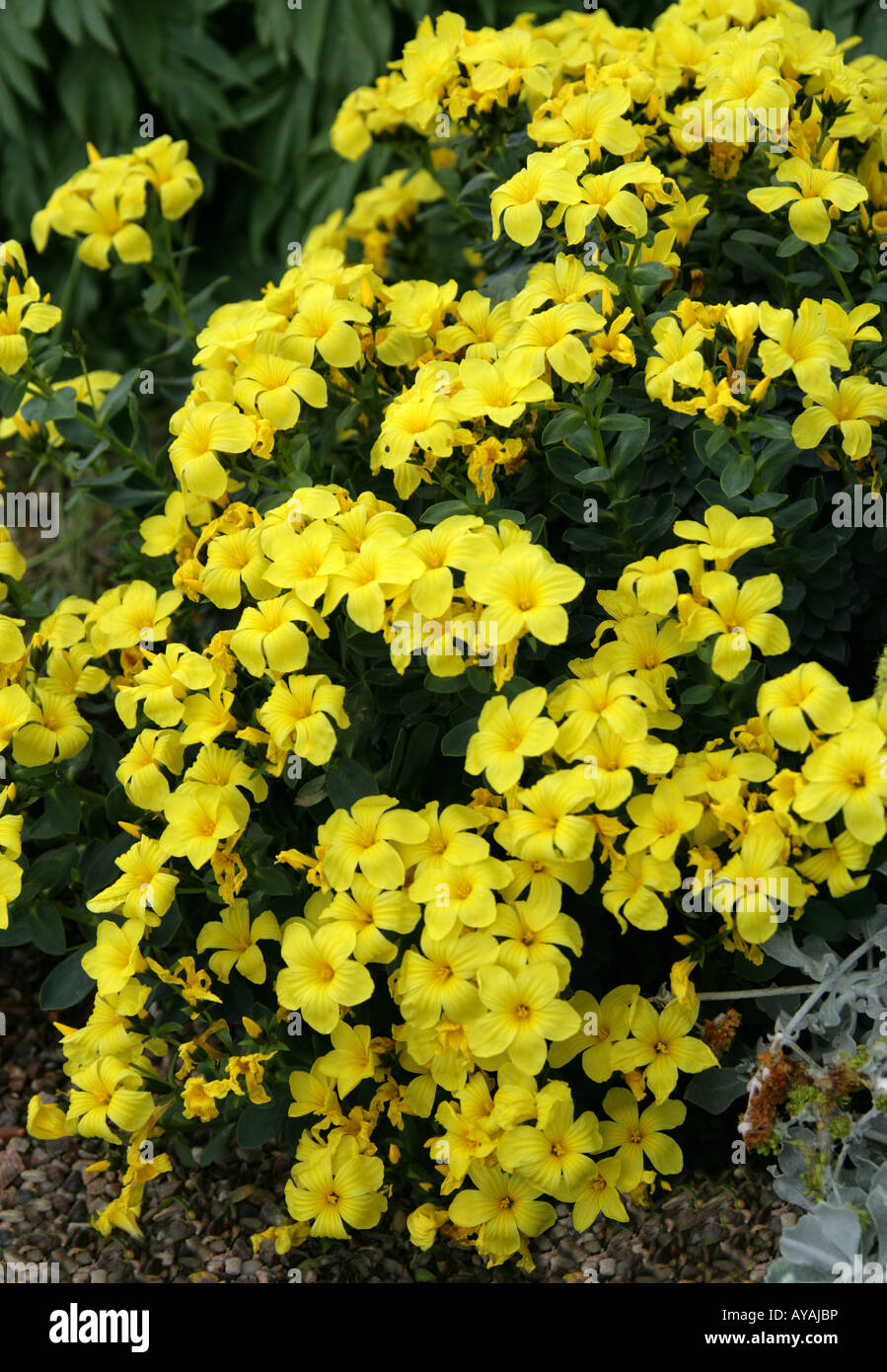 Flax, Linum doefleri, Linaceae, from Crete, Greece Stock Photo - Alamy