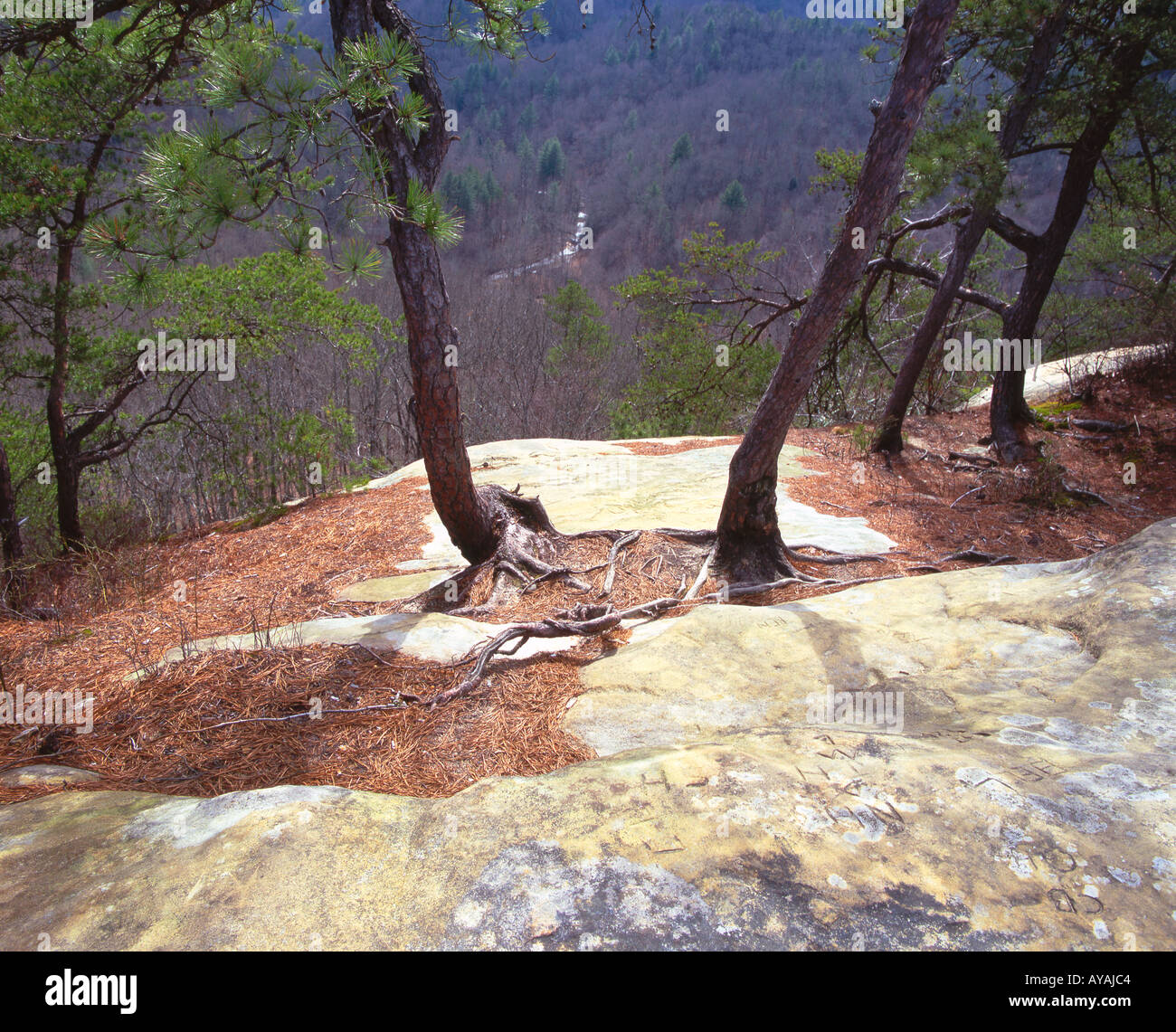 Trees growing over the edge of a cliff Stock Photo - Alamy