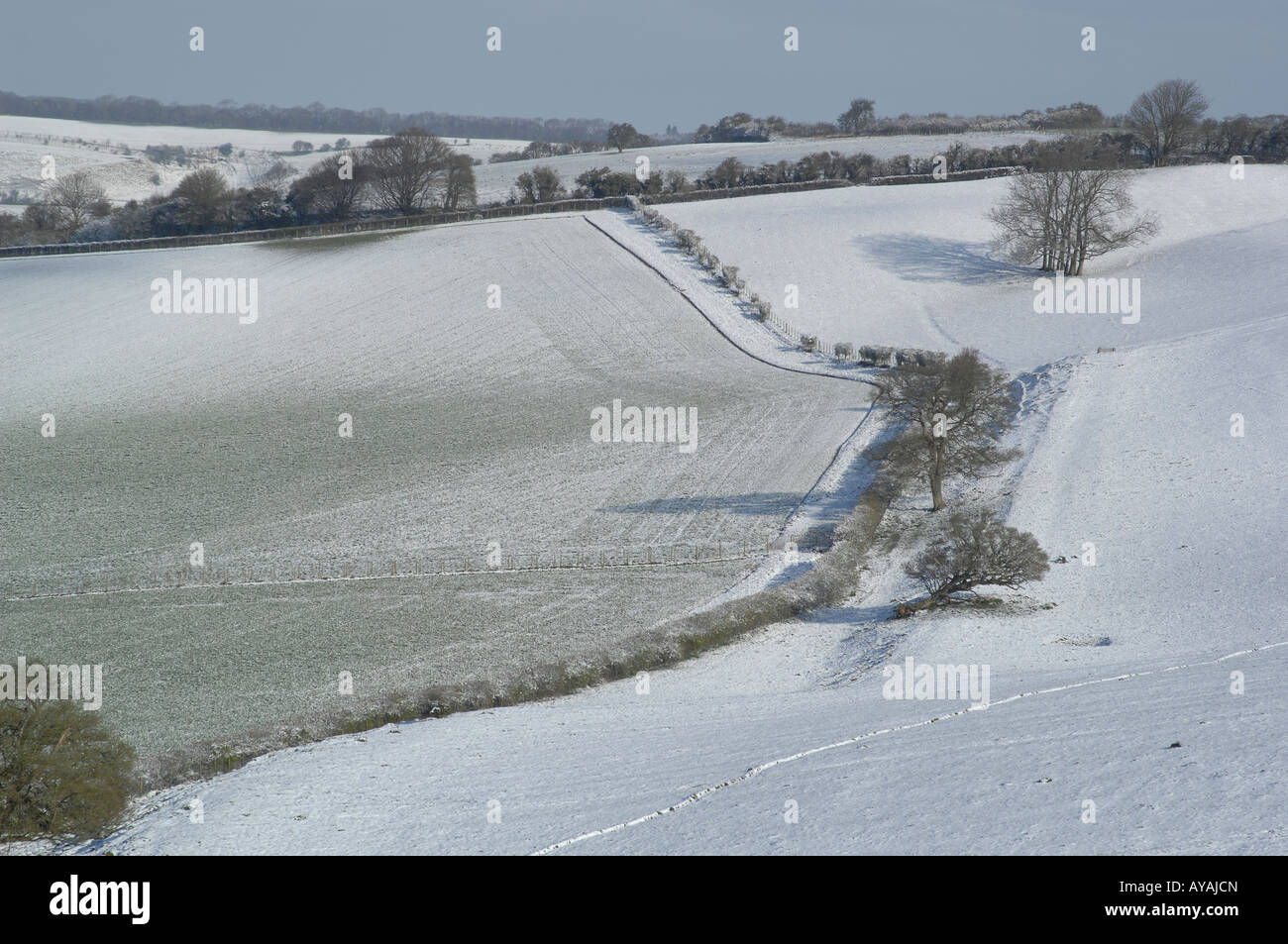 Lyminge woods, Kent, England in late spring Stock Photo - Alamy