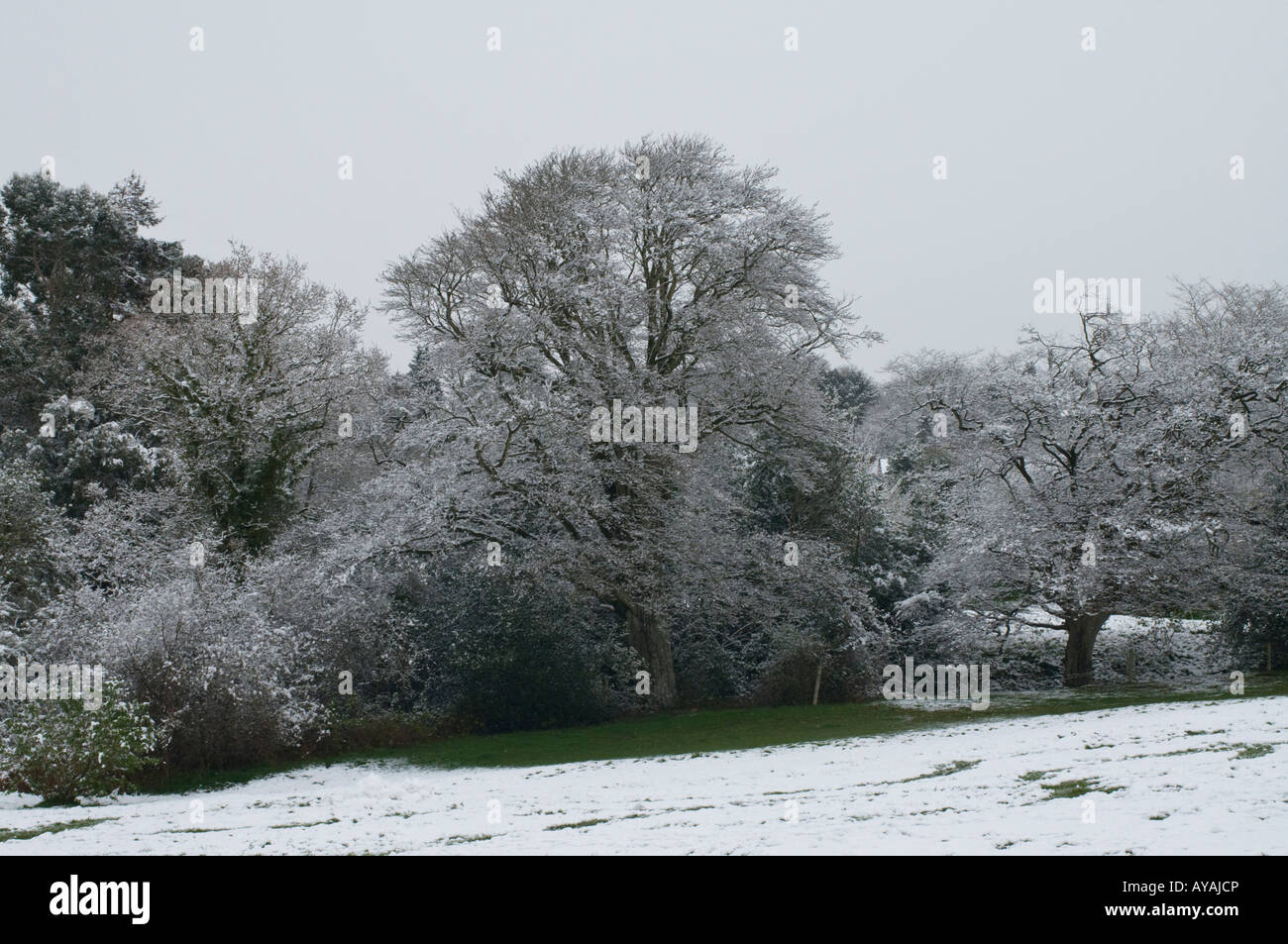 Wooded snow scene hi-res stock photography and images - Alamy
