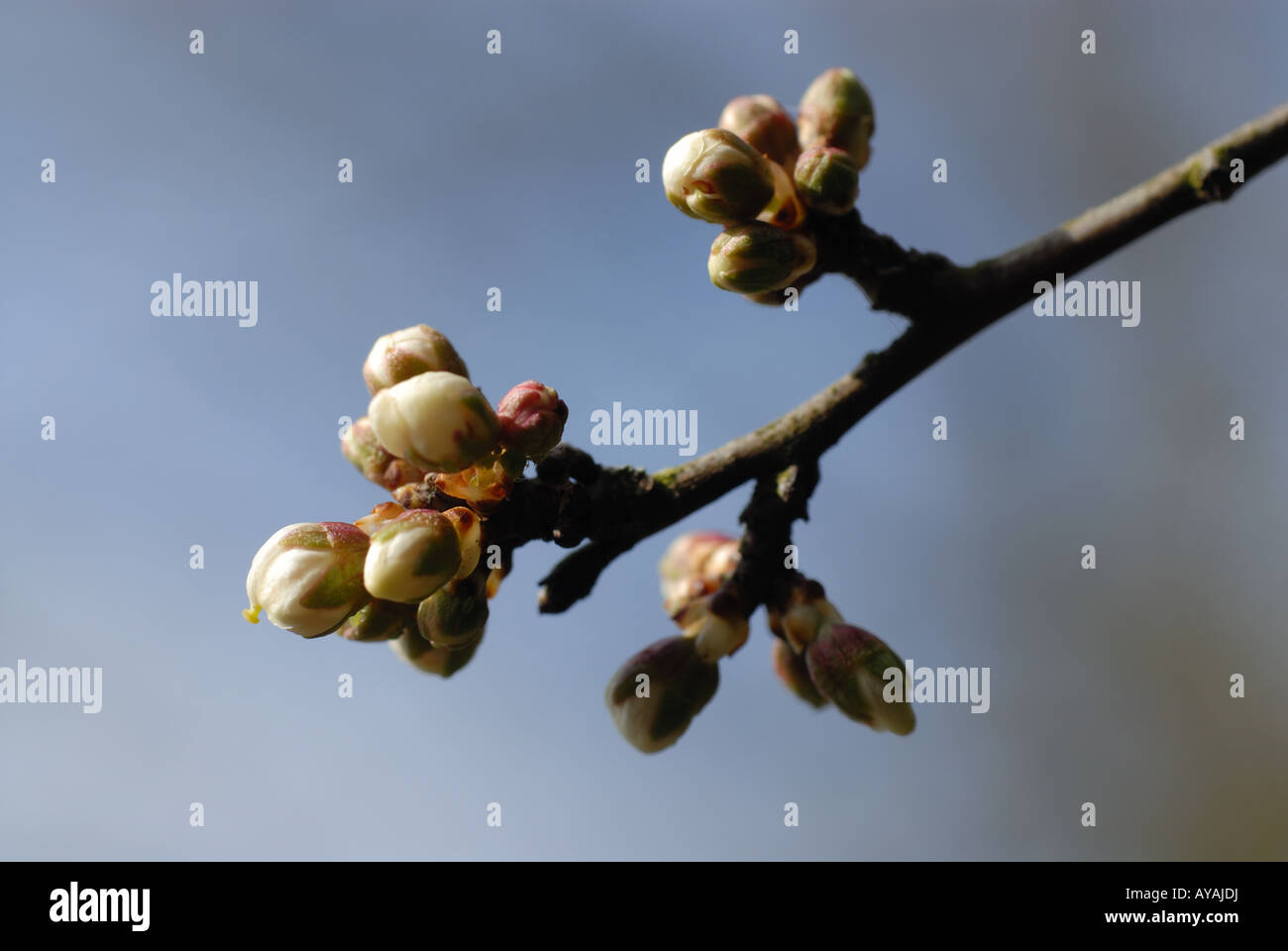 Bud cherry twig hi-res stock photography and images - Alamy