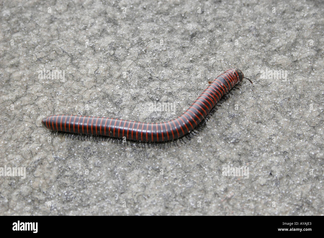 Chinese centipede photographed at the Three Gorges Dam in China Stock ...