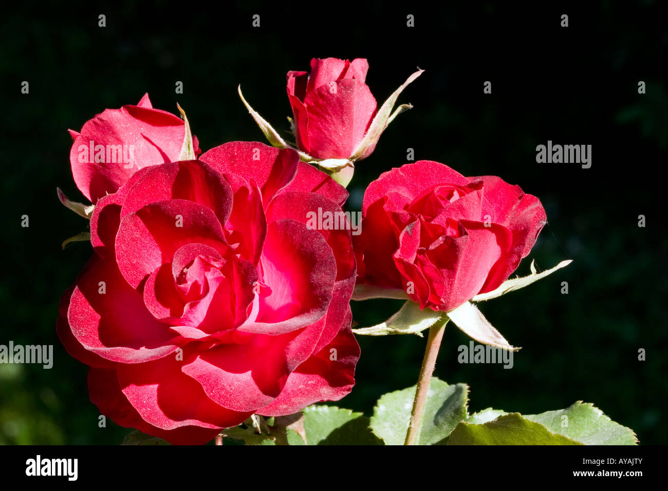 Deep red scarlet hi-res stock photography and images - Alamy