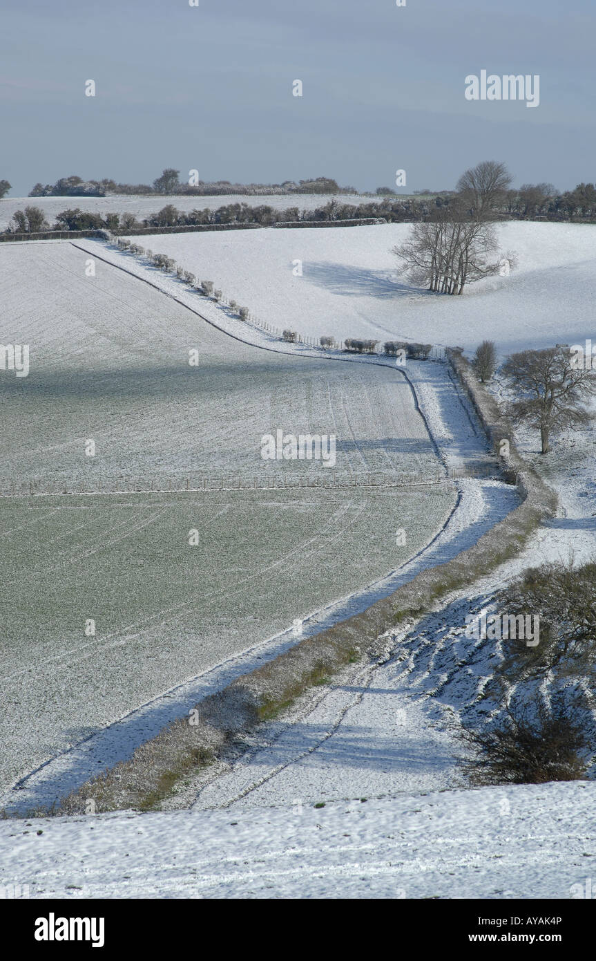 Lyminge woods, Kent, England in late spring Stock Photo - Alamy