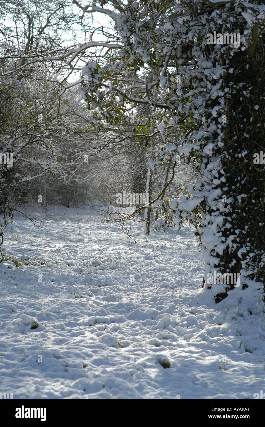Lyminge woods, Kent, England in late spring Stock Photo - Alamy