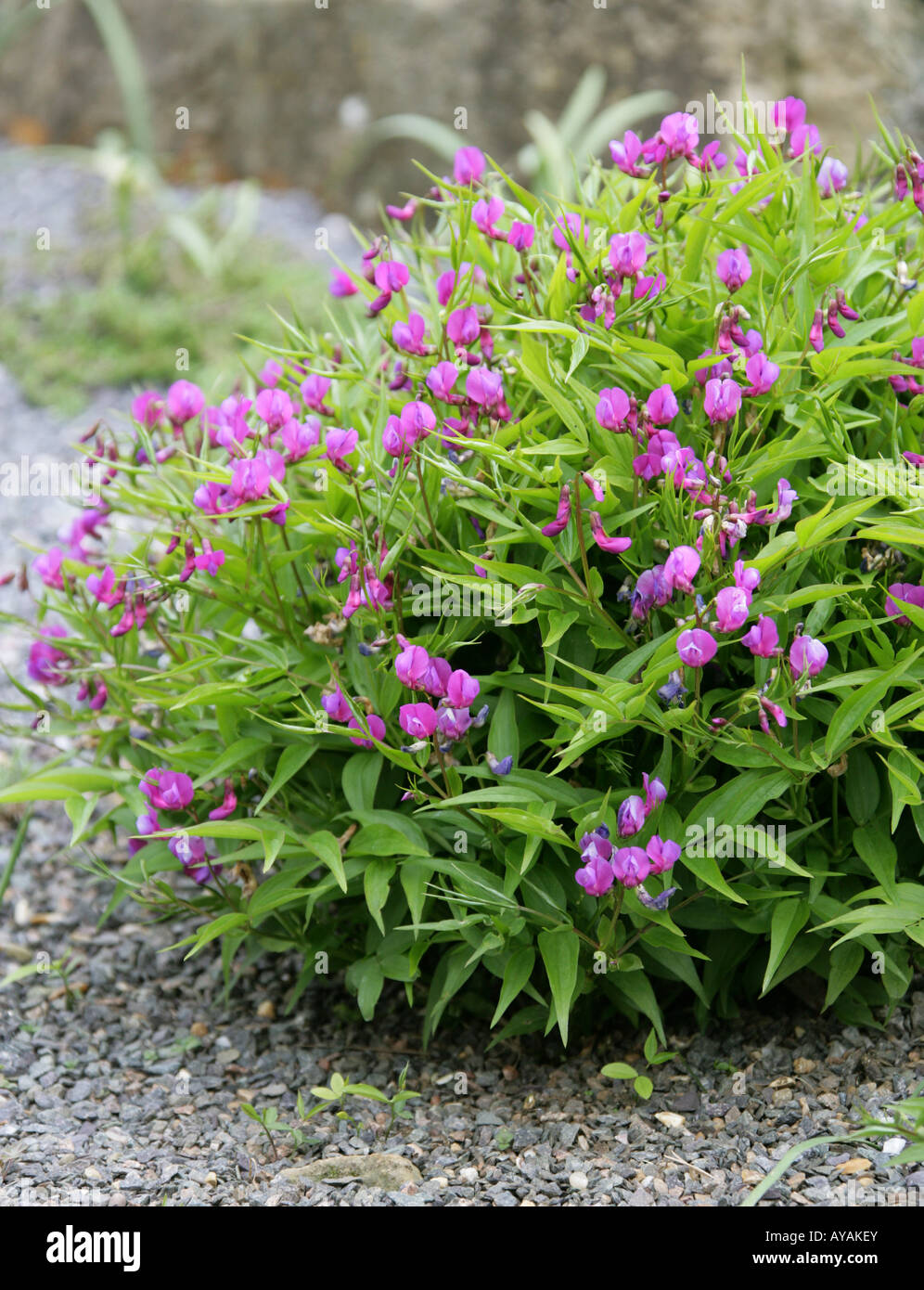 Spring Bitter Vetch, Lathyrus vernus, Fabaceae (Leguminosae ...