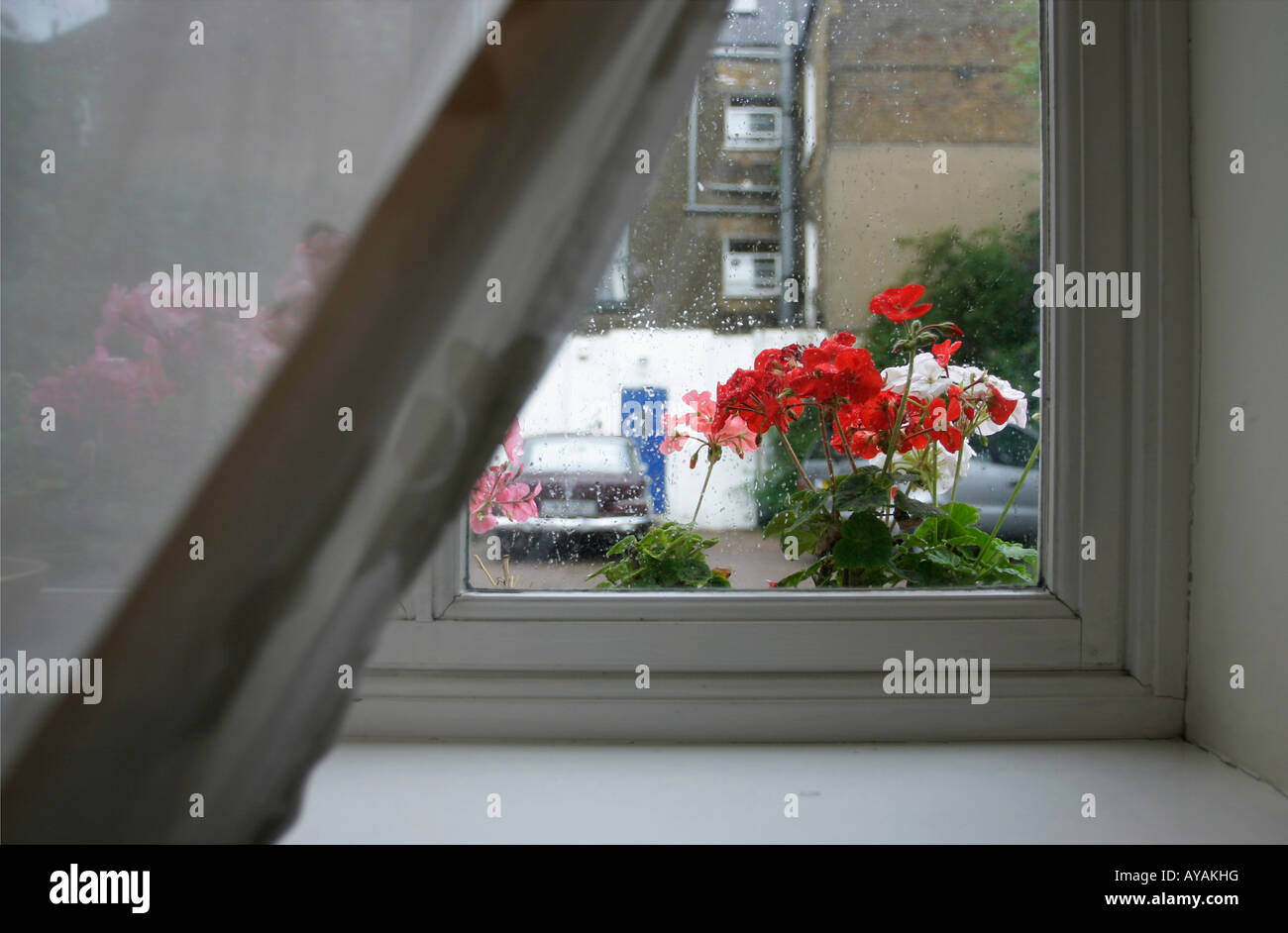 window with flowers and rain outside Stock Photo - Alamy