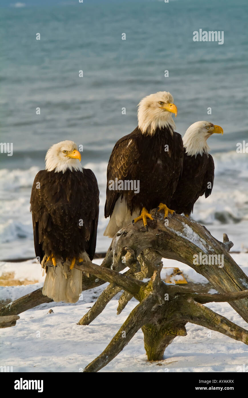 Three adult bald eagles on snow hi-res stock photography and images - Alamy