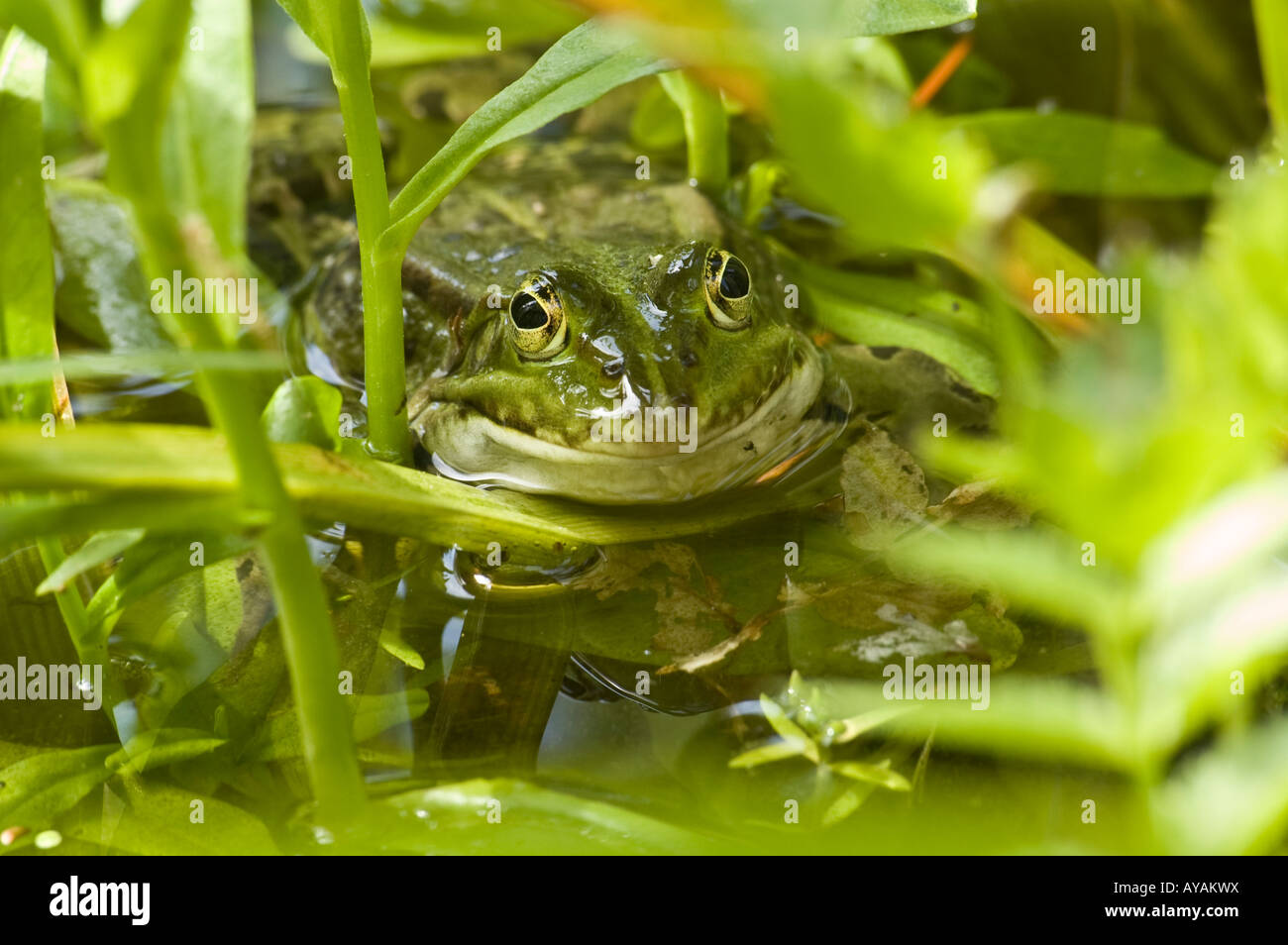 green frog facing up from the water with a big mouth Stock Photo - Alamy