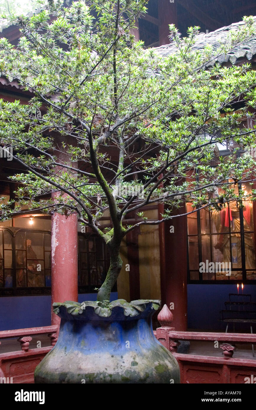 Beautiful potted tree in a small courtyard among the shrines in the ...
