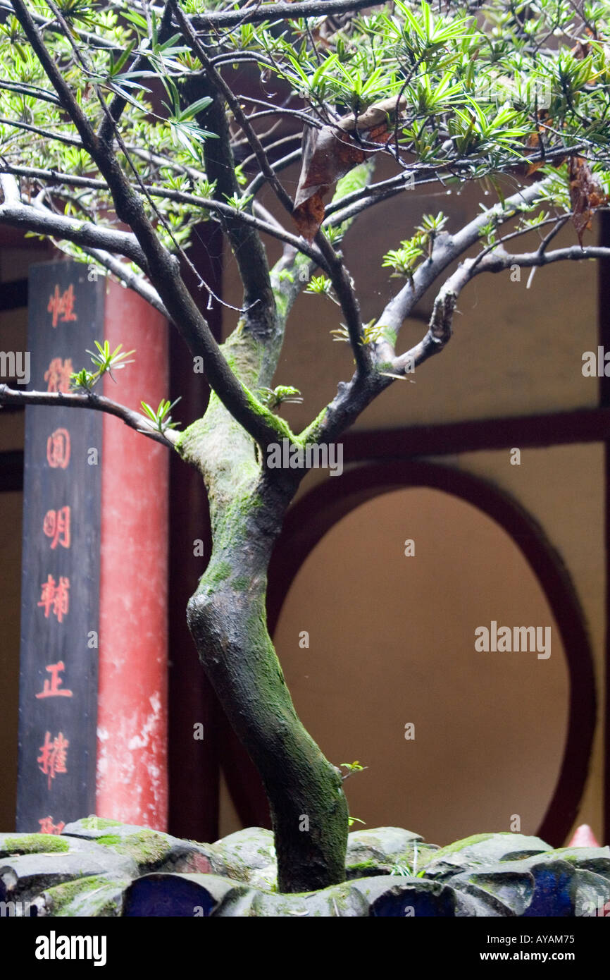 Green moss encrusted trunk of a potted tree in a small courtyard in the ...