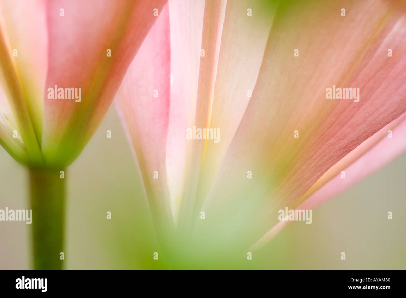 Orientpet lilies hi-res stock photography and images - Alamy