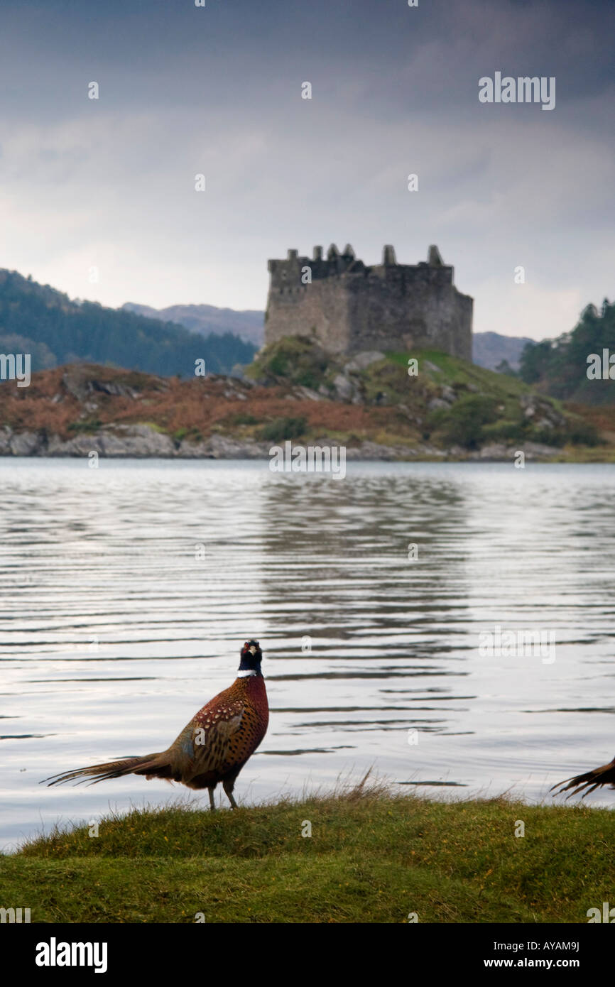Bird in front of Castle Tioram, Scotland Stock Photo - Alamy
