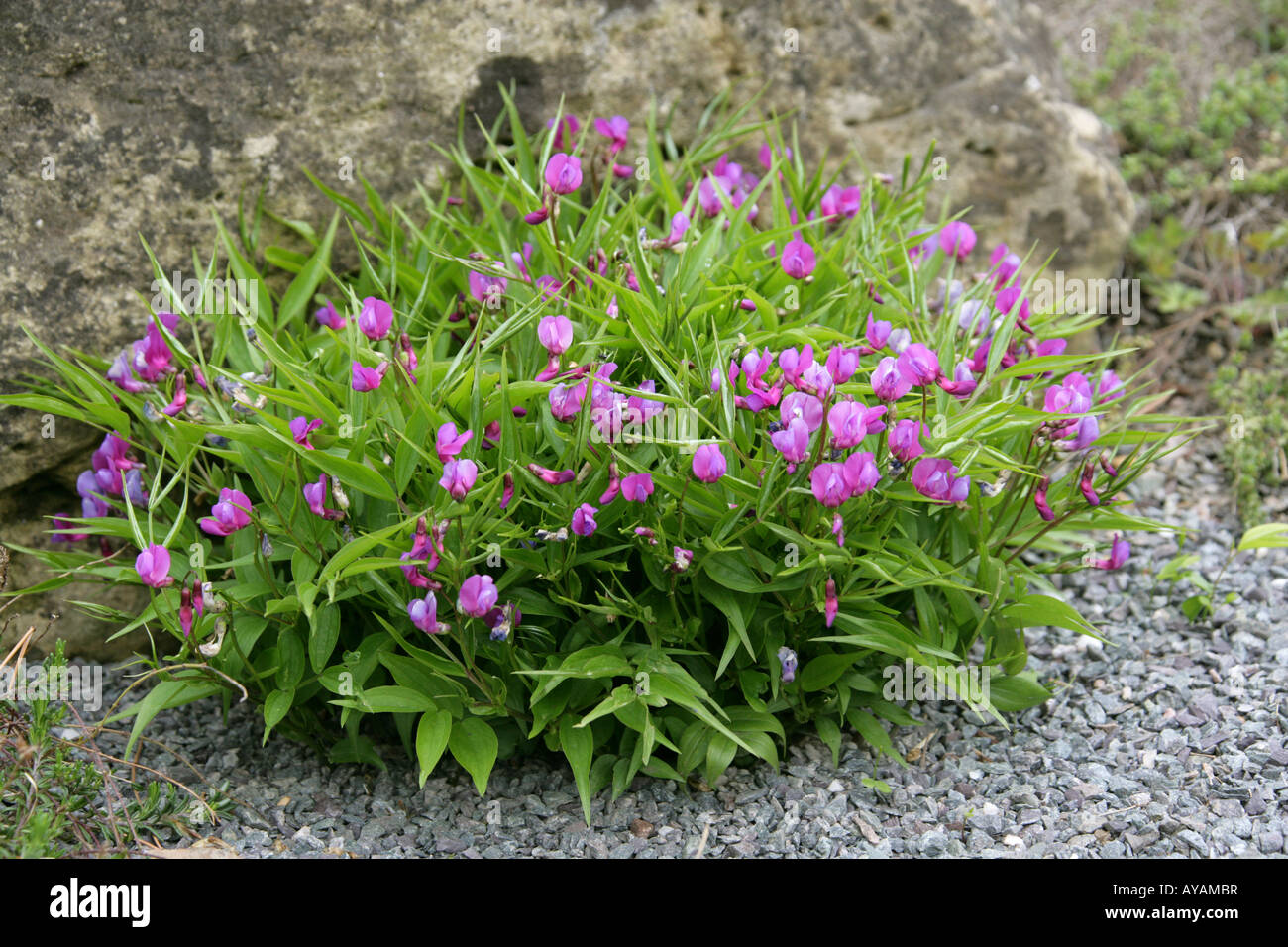 Spring Bitter Vetch, Lathyrus vernus, Fabaceae (Leguminosae ...