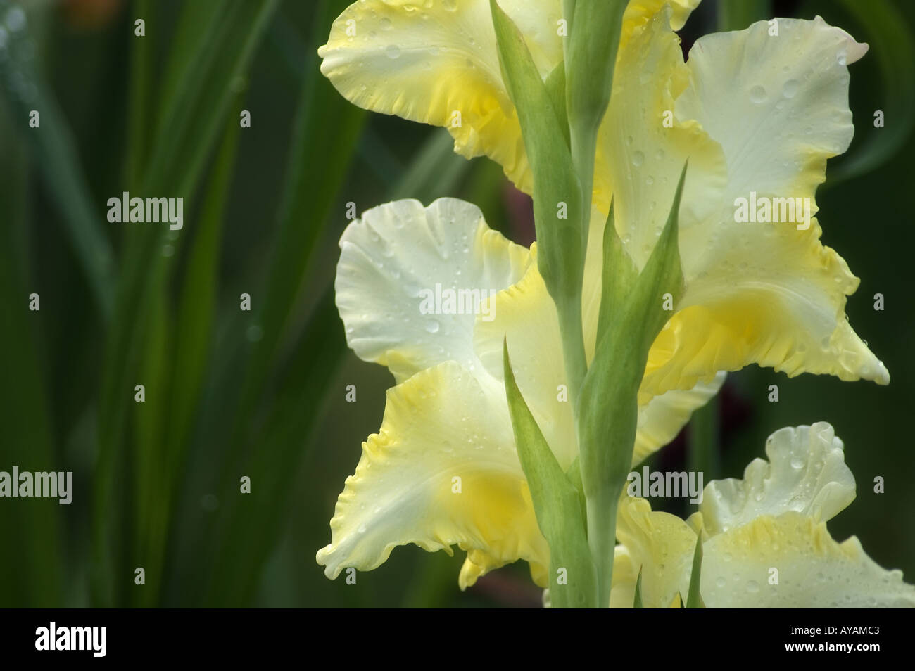 A Close-up of Yellow Gladiolus Flower Facing Away Stock Photo - Alamy