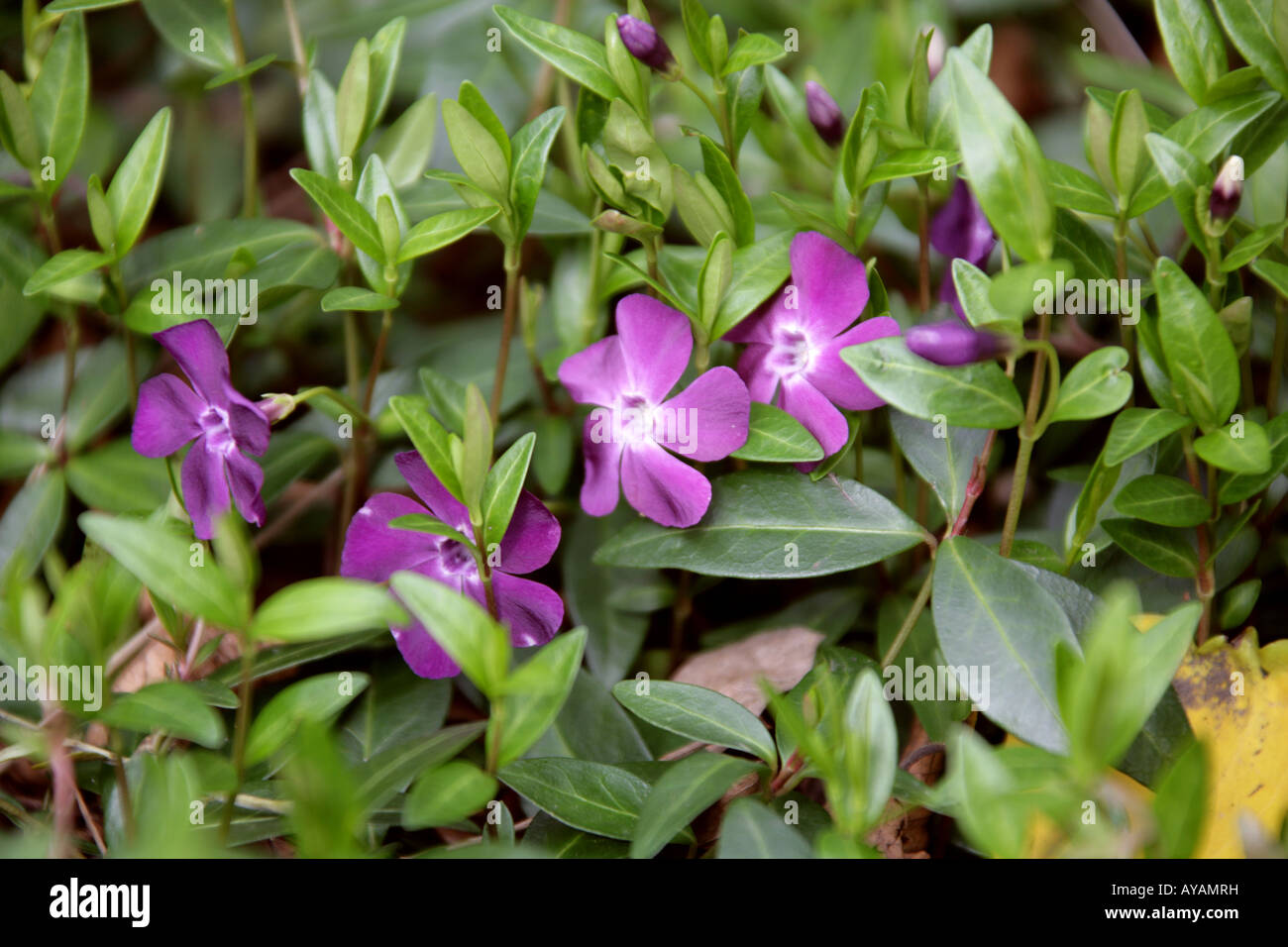 Lesser Periwinkle, Vinca minor "Atropurpurea", Apocynaceae. Also ...