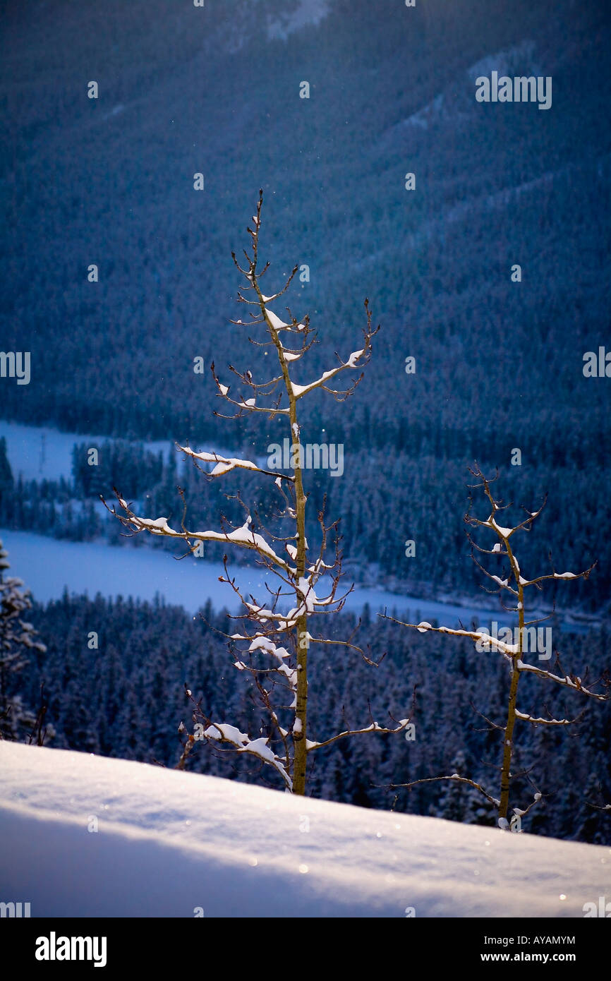 Alberta trees hi-res stock photography and images - Alamy
