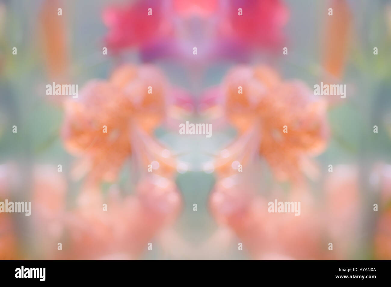 Orientpet lilies hi-res stock photography and images - Alamy