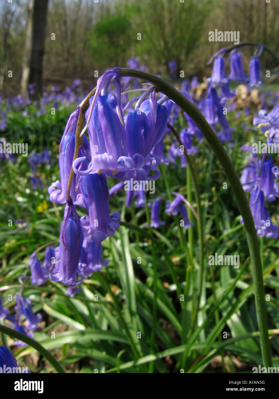 Bluebell close up Hollows Wood Chelsfield Bromley London England UK ...