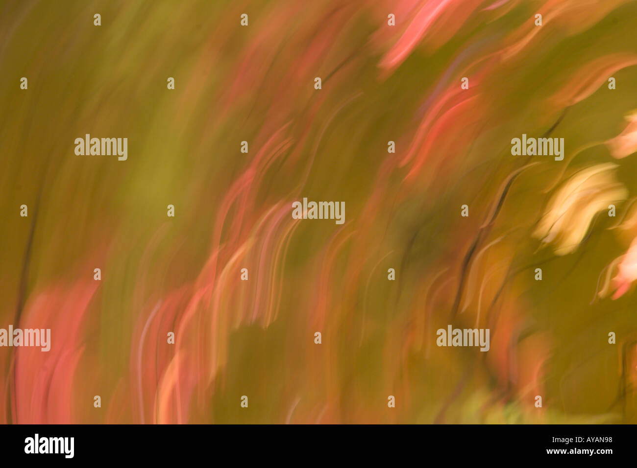 Abstract of variegated fall colors in autumn maple tree United States ...