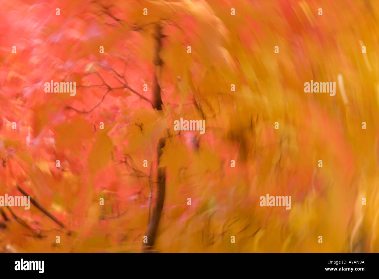 Abstract of variegated fall colors in autumn maple tree United States ...