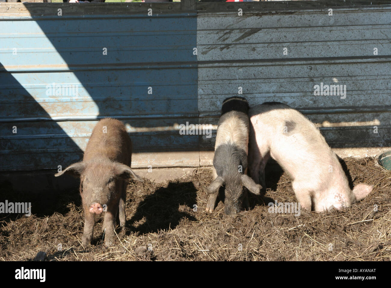 Pig 3 hi-res stock photography and images - Alamy