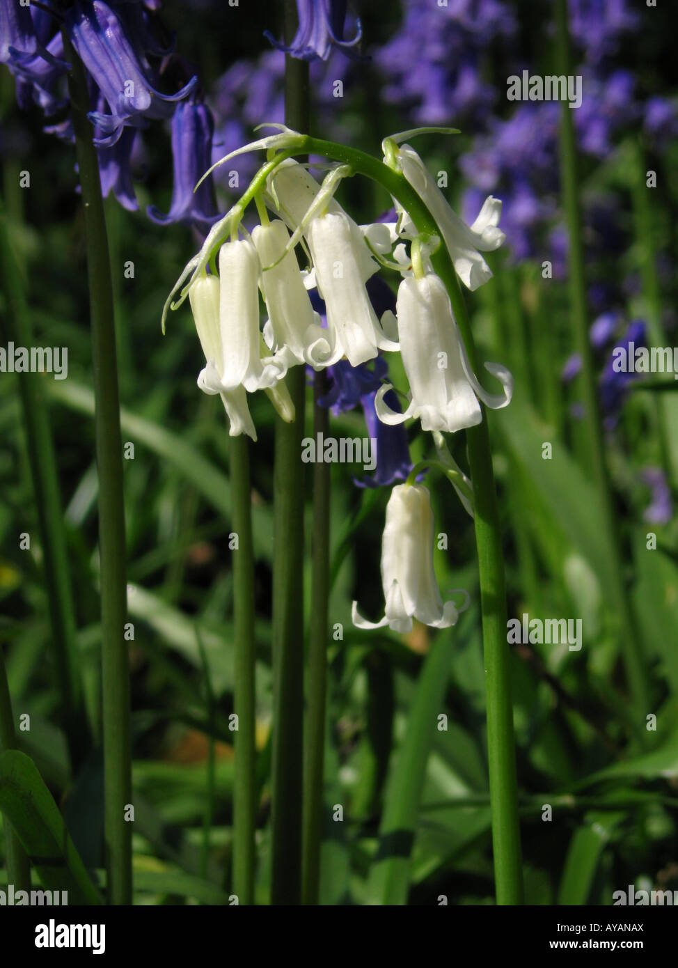 White Bluebell Goss Bushes Chelsfield Bromley London England UK Stock ...